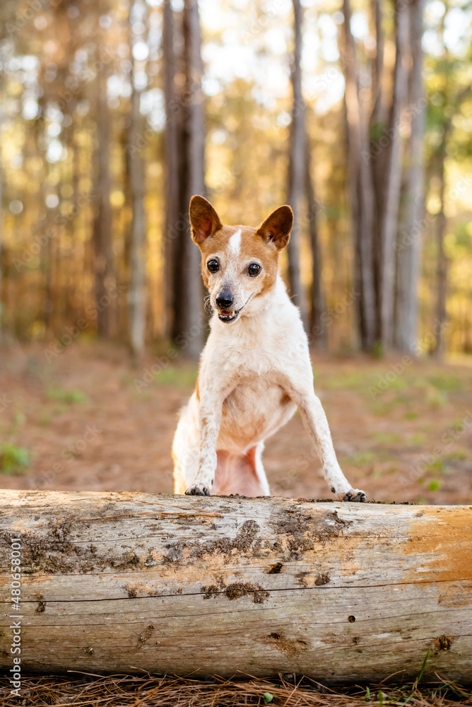 Mix breed Jack Russel small senior dog on a beautiful green meadow in ...