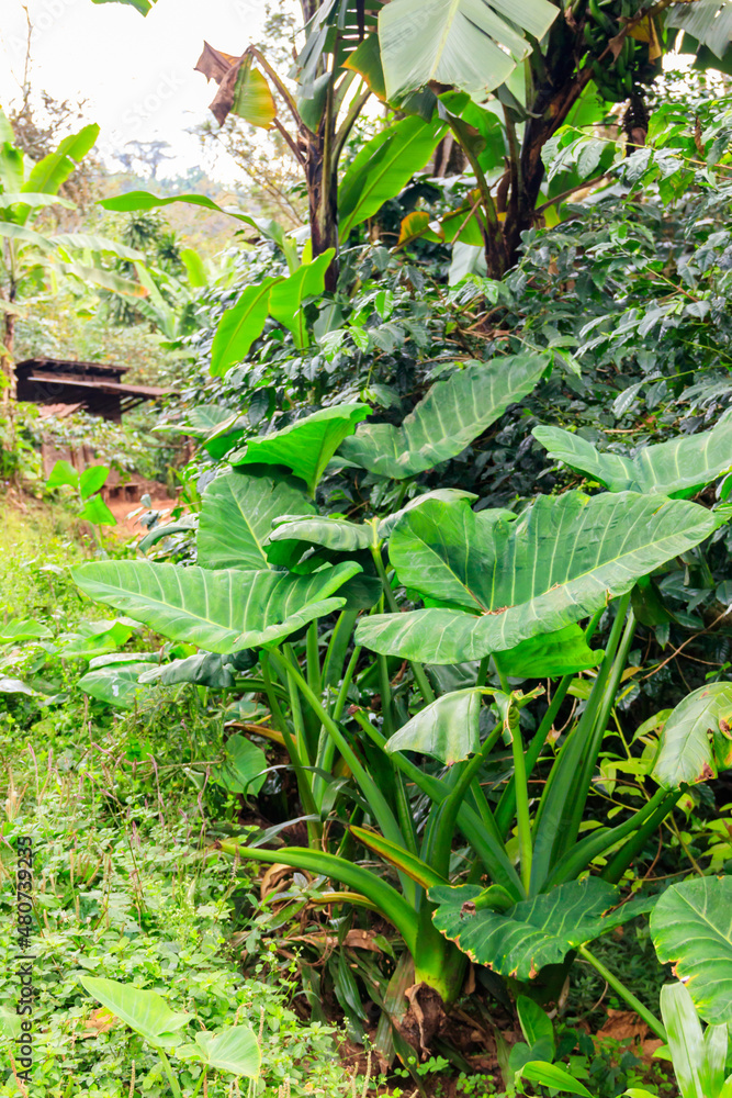 African white yam plants (Dioscorea rotundata) growing on plantation ...