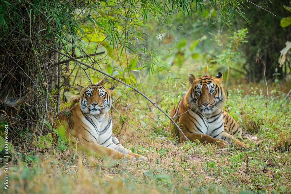 tiger in the jungle. tiger pair male and female sitting in the green ...