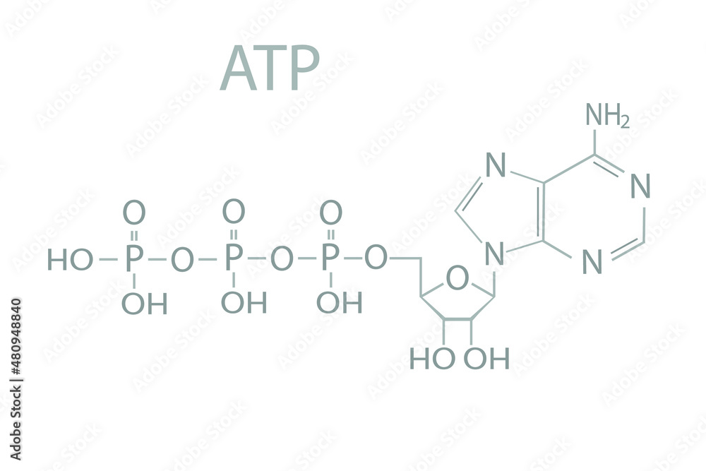 Adenosine triphosphate (ATP) molecular skeletal chemical formula. Stock Vector | Adobe Stock