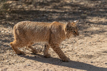 Bobcat Stalking Free Stock Photo - Public Domain Pictures