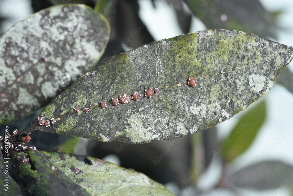Stock-Foto „Ceroplastes rubens are parasitic on laurels. . Scale ...