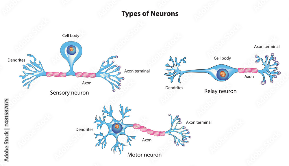 Types of Neurons (sensory neurons, motor neurons, interneurons) Stock ...