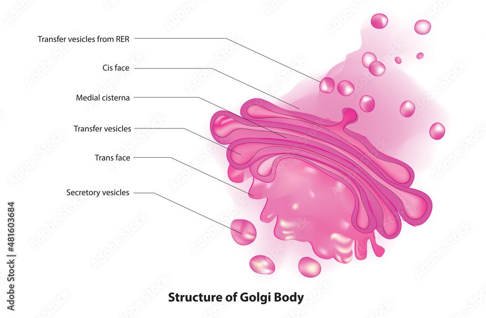 Anatomy of golgi body in microbiology Stock Vector | Adobe Stock