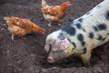Pig And Chicken Farm Free Stock Photo - Public Domain Pictures