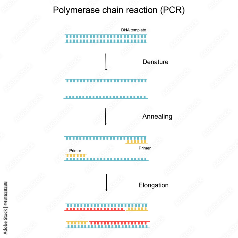 The Polymerase Chain Reaction (PCR) step to Detect the target DNA 스톡 벡터 ...