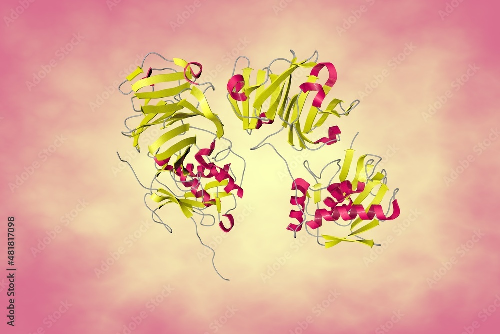 Crystal structure of human collagenase-3 (MMP-13) with peptide from pro ...