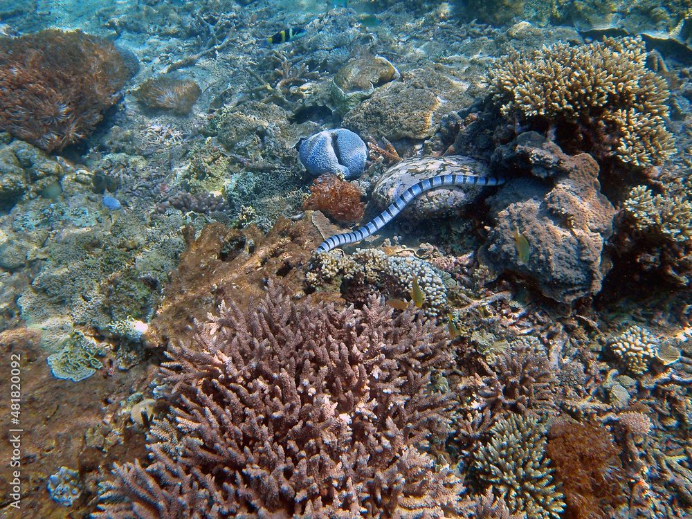 Banded Sea Krait are one of the most venomous sea snakes. Coral reef in ...