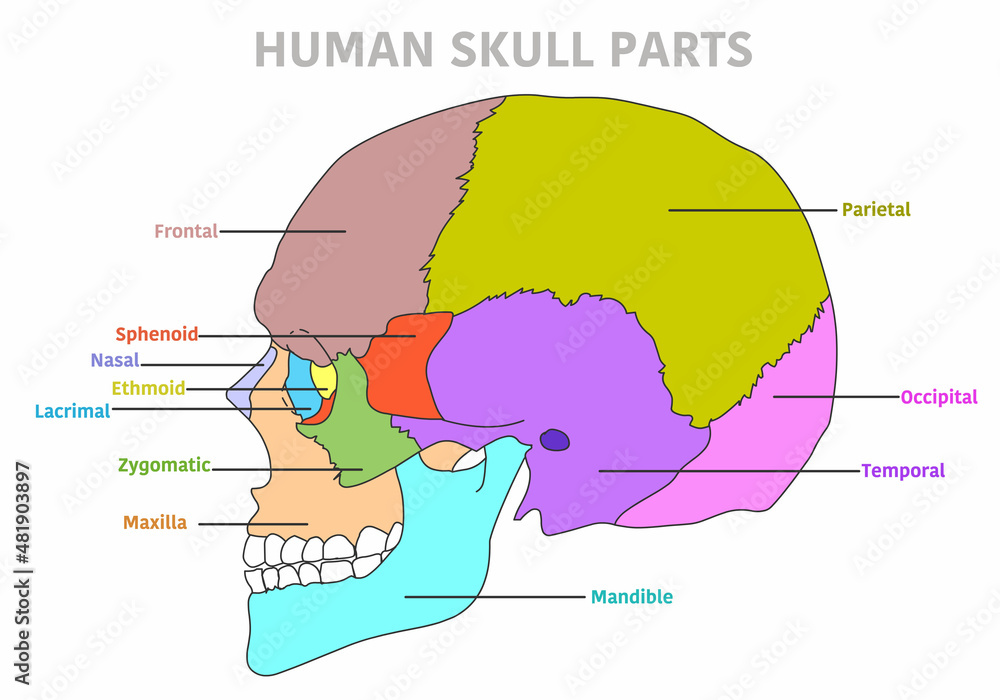 Human skull bones anatomy. Cranial colored parts structure. Outline sutures. Zygomatic, nasal ...