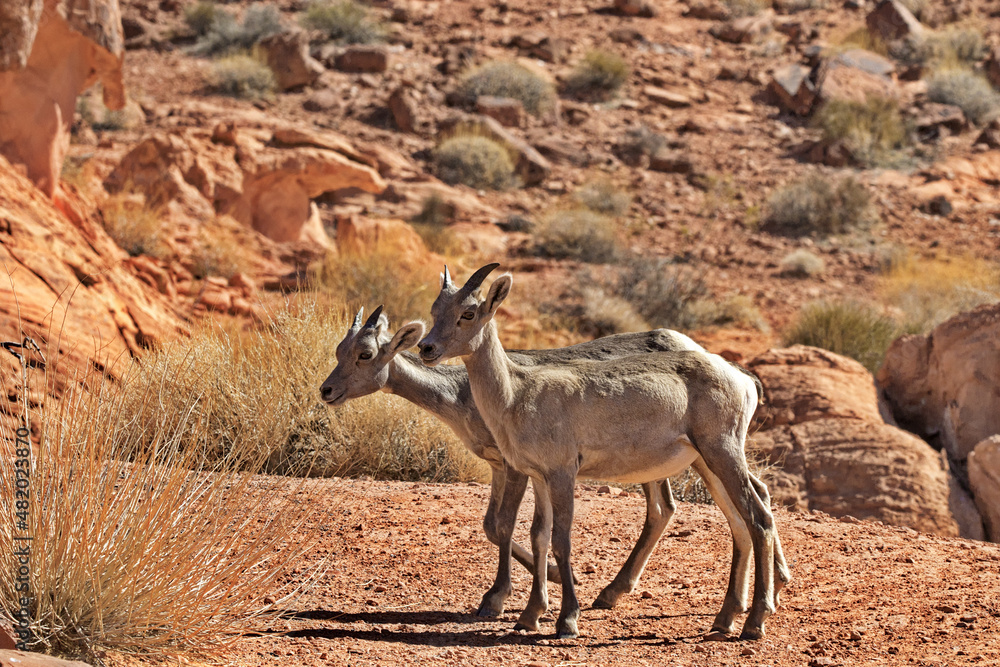 Cute, young, horned Desert Bighorn Sheep against background of Mohave ...