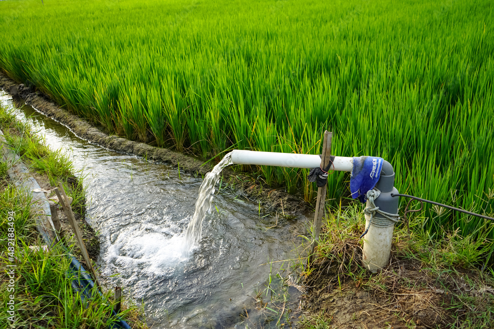 Irrigation of rice fields using pump wells with the technique of ...