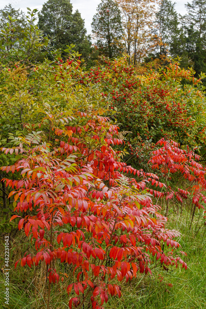 Vertical image of the native deciduous shrub known as shining sumac ...