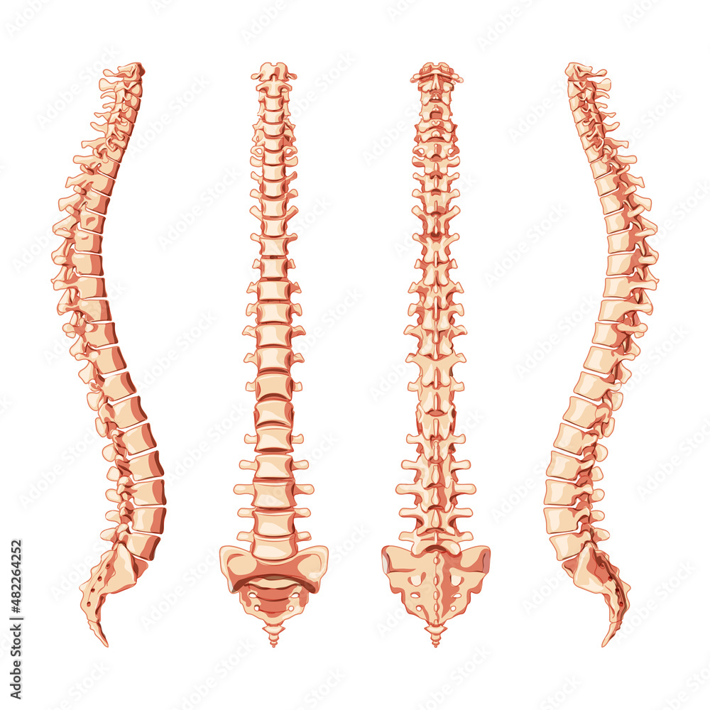 Human vertebral column in front, back, side. Vector flat realistic ...