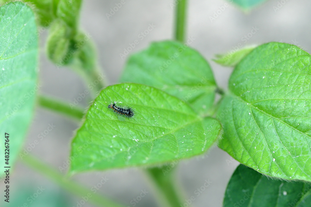 Caterpillar of Acronicta rumicis the knot grass from Noctuidae family ...