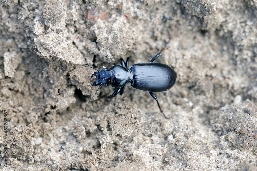 A beetle Broscus cephalotes of the family Carabidae - Ground beetles on ...