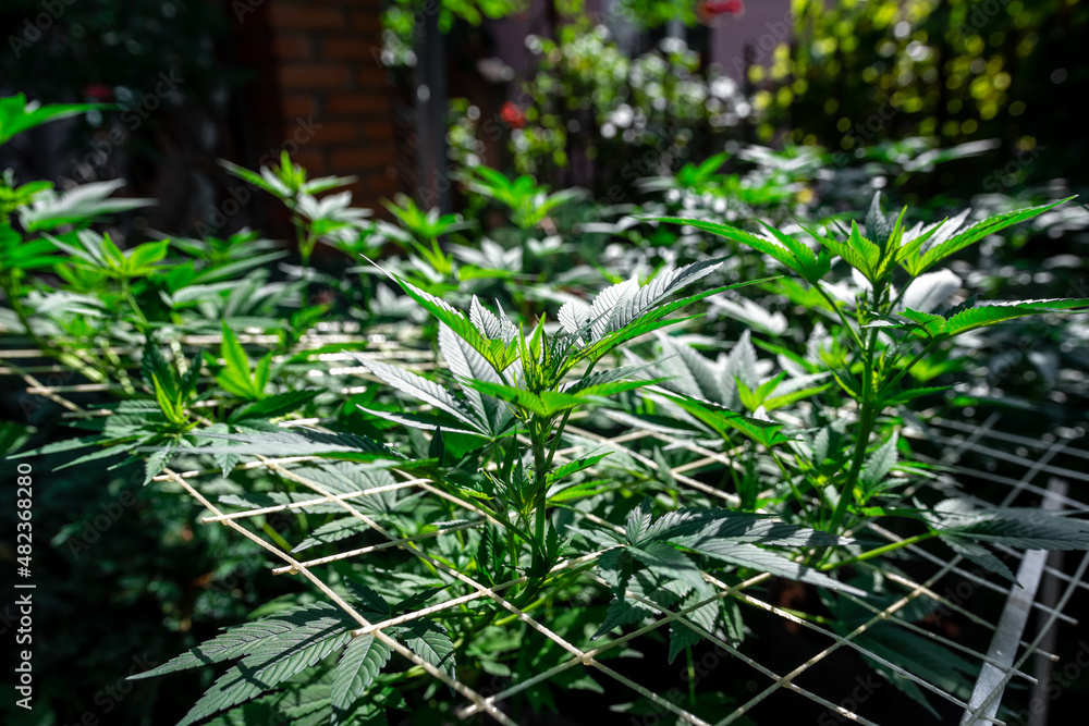 Growing marijuana using the scrog method Stock Photo | Adobe Stock