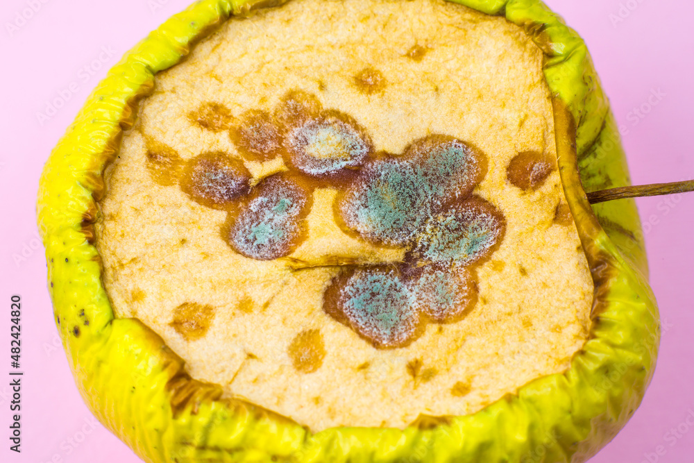 Rotten and Moldy apple fruit. Bad conditions of preservation. Close up ...