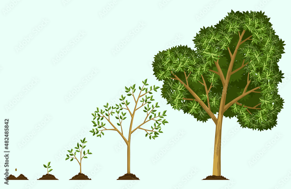 Stages growth of tree from seed. Watering the seeds. Collection of ...