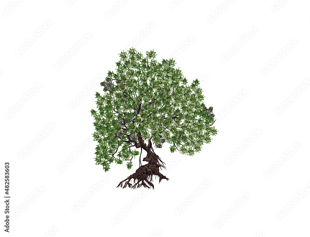 mangrove tree vector illustrations, realistic hand drawing tree. Stock ...