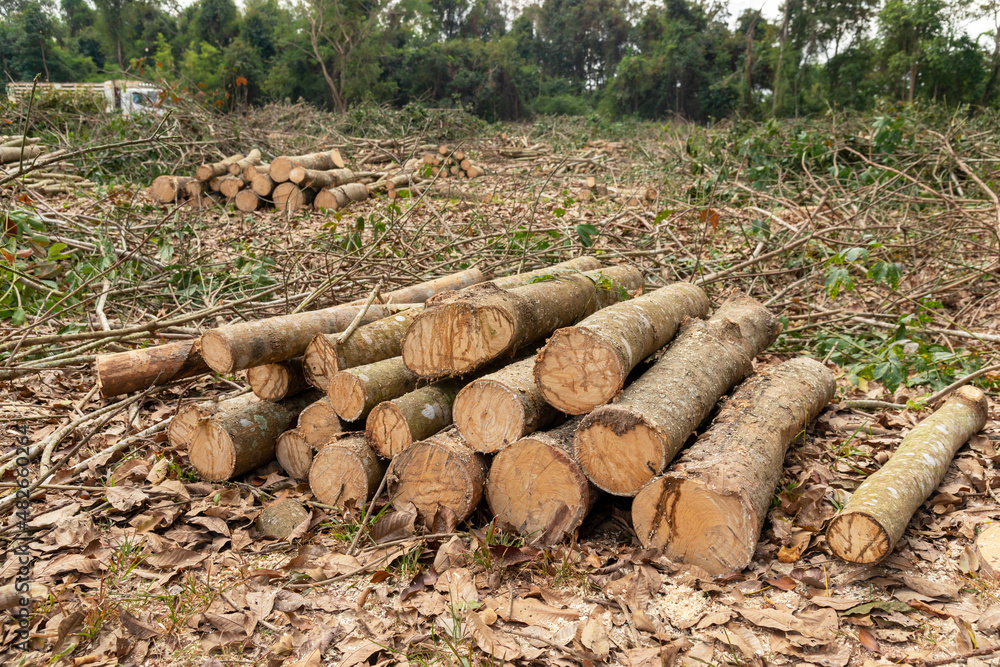 Logs of rubber tree, Raw Rubber tree, Para rubber Tree cut lumber ...