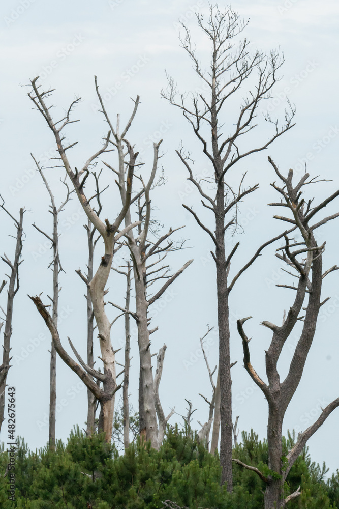 Foto de Stock cluster of dense dead dried conifer tree trunks and ...