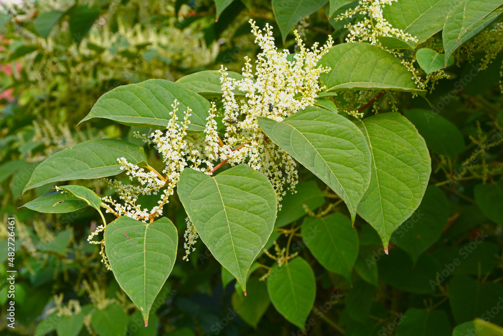 Rdestowiec ostrokończysty, Reynoutria japonica, pęd z liśćmi i kwiatami ...