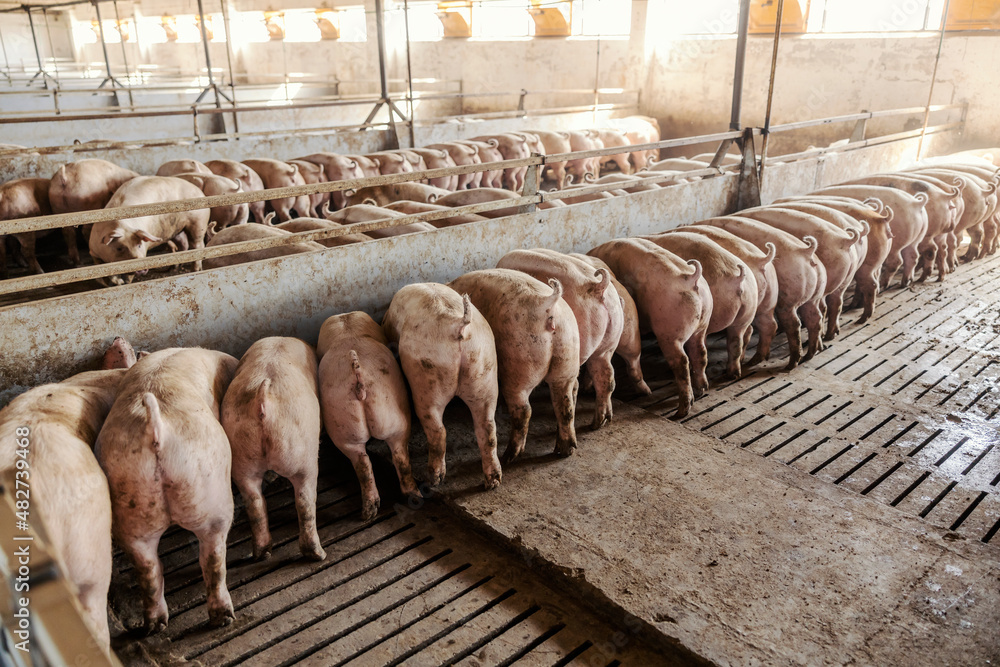 Hungry pigs eating bran. Agriculture and animals. Pigs at a pig farm ...