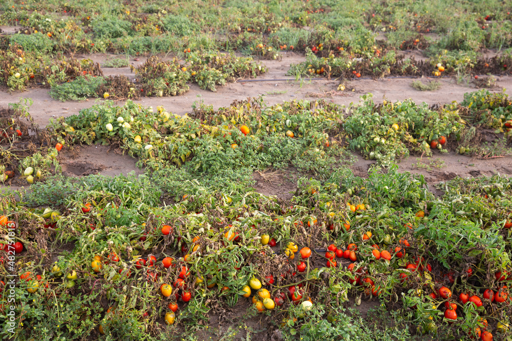 View of tomato plants damaged after thunderstorm and heavy rainfall on ...