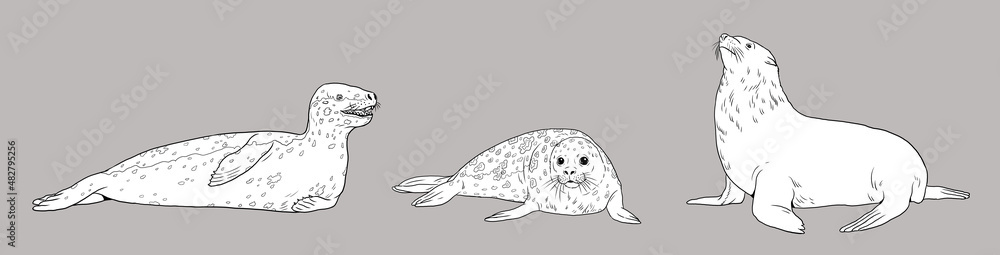 Leopard seal, seal and fur seal comparison. Digital template for ...
