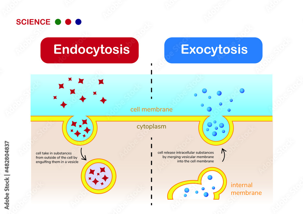 Scientific diagram show difference between endocytosis and exocytosis ...