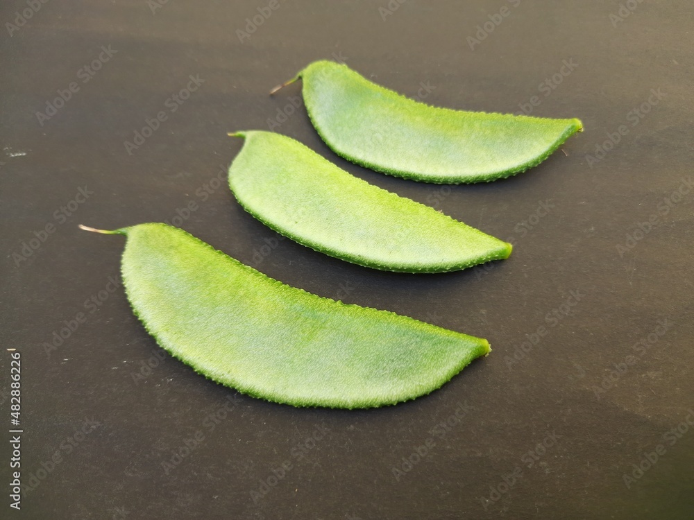 Lablab purpureus is a species of bean in the family Fabaceae. Its other ...