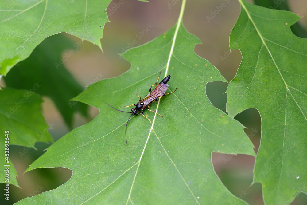 Hymenoptera of the family Ichneumonidae on a red oak leaf. These are ...