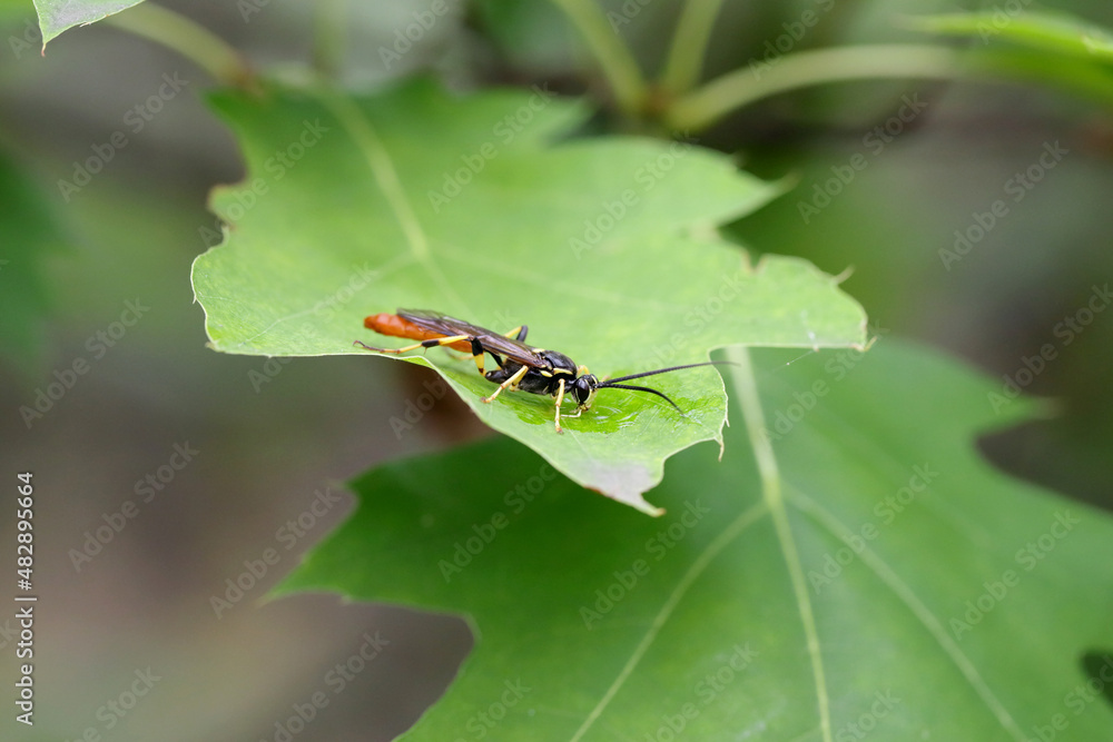 Hymenoptera of the family Ichneumonidae on a red oak leaf. These are ...