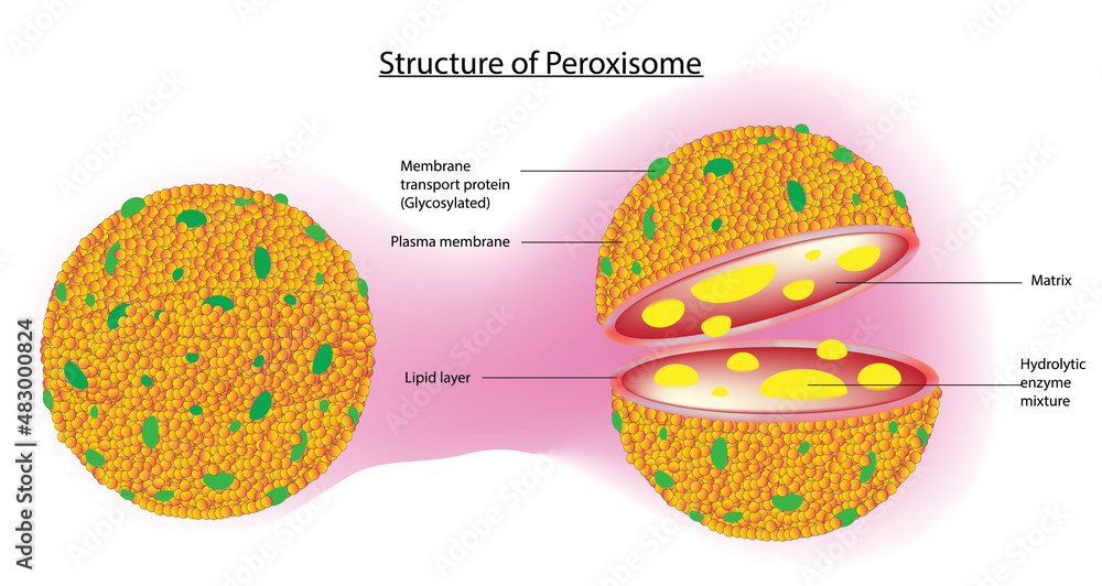 Vector de Stock peroxysome, Peroxisome anatomy (globular organelles in ...