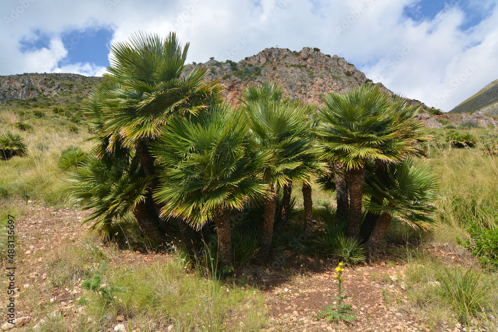 palme nane nella riserva dello zingaro a san vito lo capo in sicilia 素材 ...