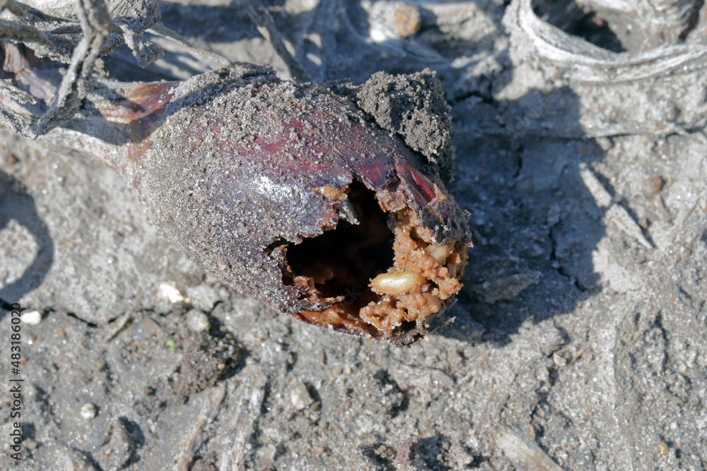 Onion damaged by Delia antiqua, commonly known as the onion fly and ...