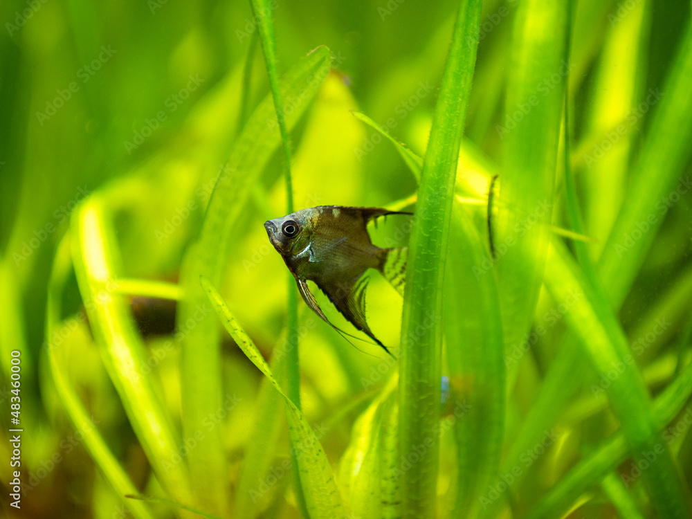 amazon blue Angelfish (Pterophyllum scalare) swimming in tank fish with ...