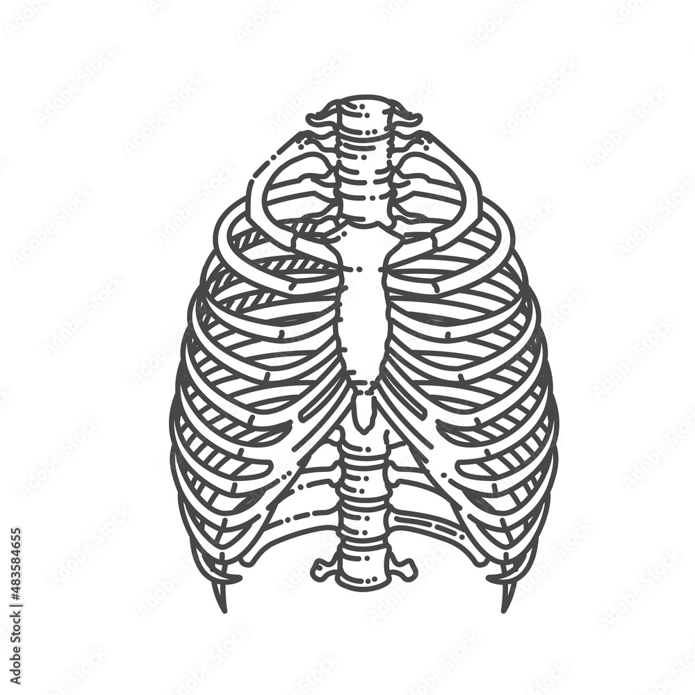 Rib cage bones. Thorax. Human skeletal system. Anatomy Stock Vector ...