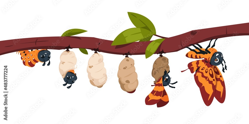 Butterfly metamorphosis. Caterpillar development stages. Larva and ...