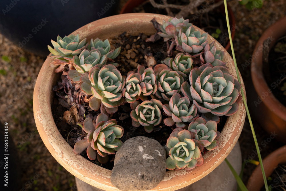 Botany. Top view of succulent plant Echeveria imbricata, also known as ...