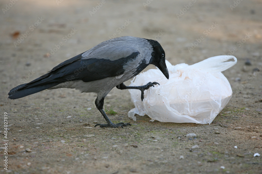 Hooded (Gray) crow eating discarded food in plastic bag Stock Photo ...