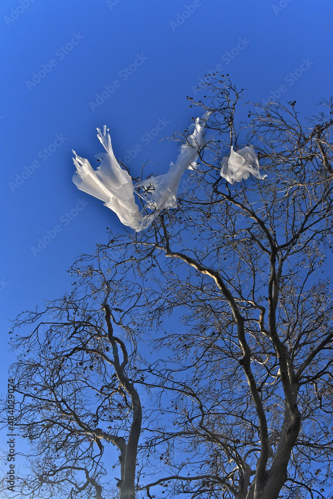 View up a tree limbs with Gossamer like plastic sheets. These sightings ...