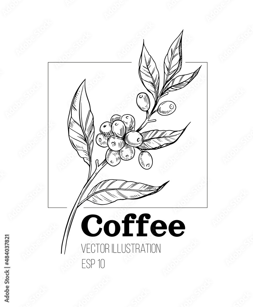 Coffee sketch. Coffee plant. Vector illustration. Black outline on a ...