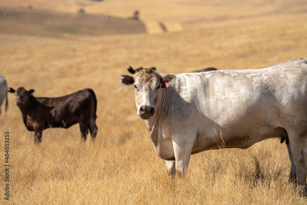 Beef cows and calves grazing on grass and pasture, Australia. eating ...