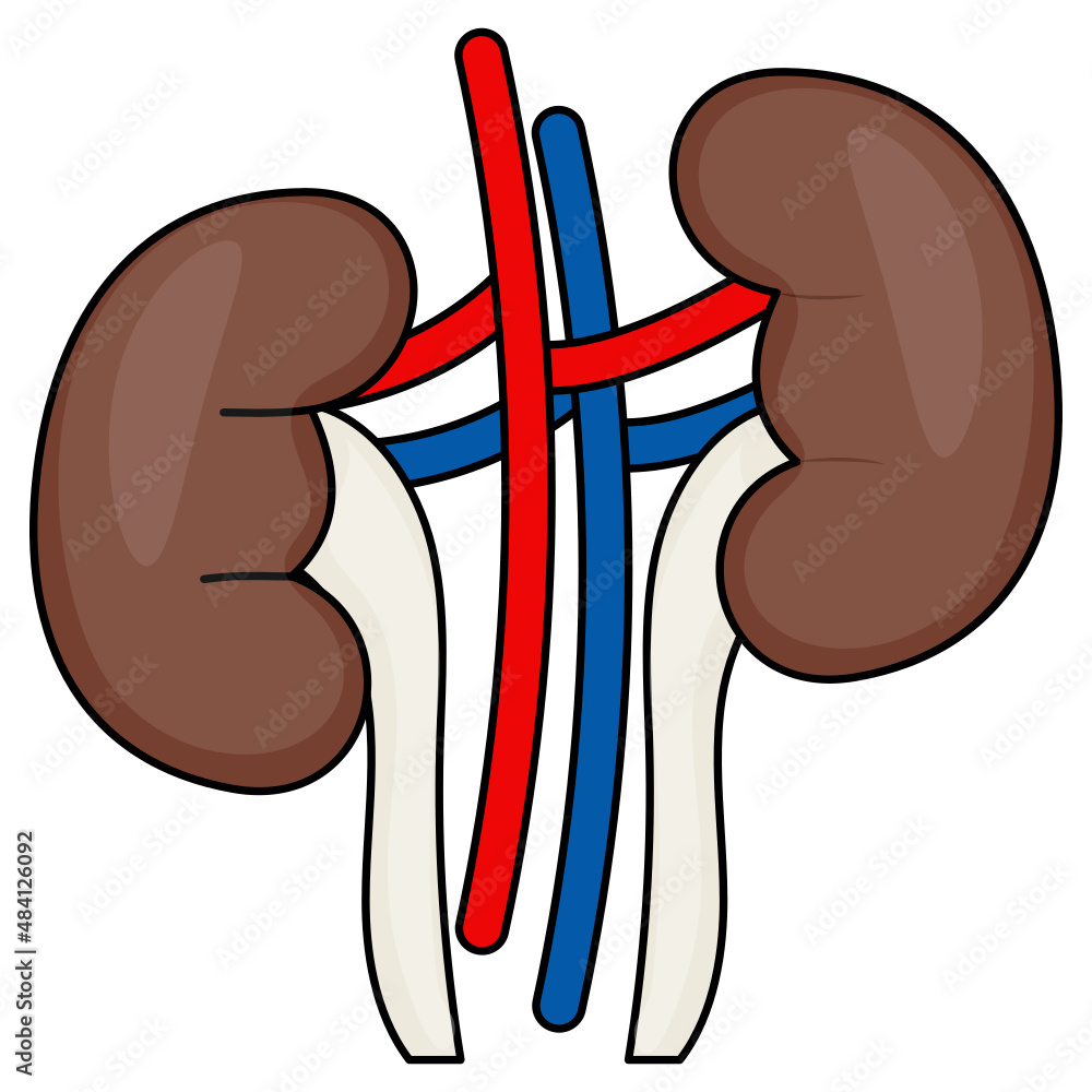Urinary System Vector color Icon Design, Organ System Symbol, Human ...