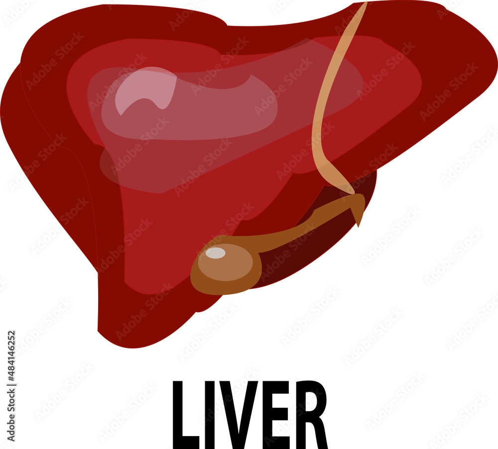 Liver animation vector, organ vector, health vector, anatomy for your ...