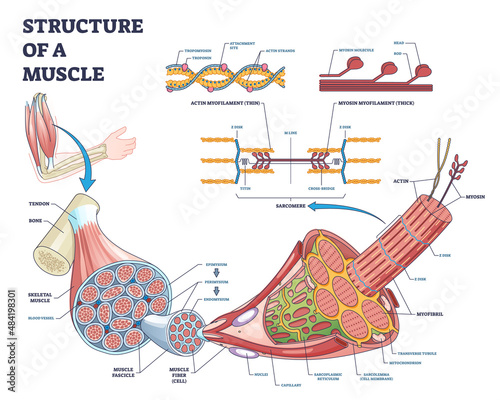 Myosin Definition Anatomy Anatomy Drawing Diagram