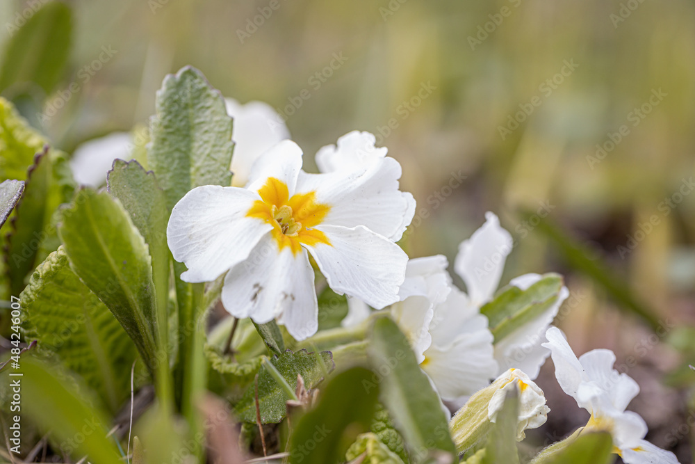 Primrose flowers (Primula vulgaris). Spring primroses flowers, primula ...