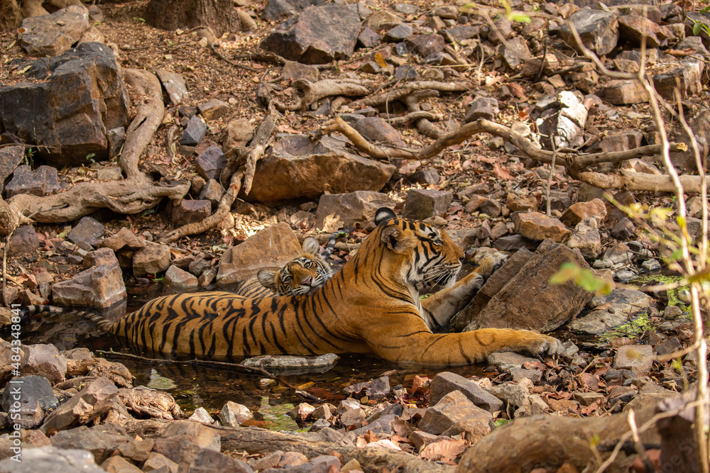 Tiger in the nature habitat. Tiger male walking head on composition ...