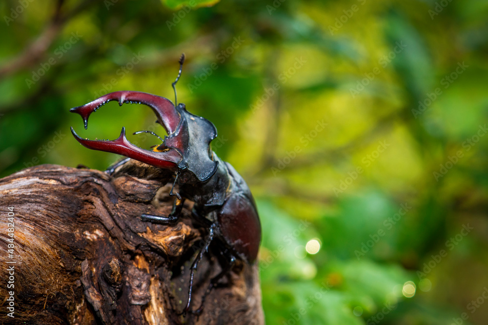 Male of the stag beetle, Lucanus cervus, sitting on oak tree. A rare ...